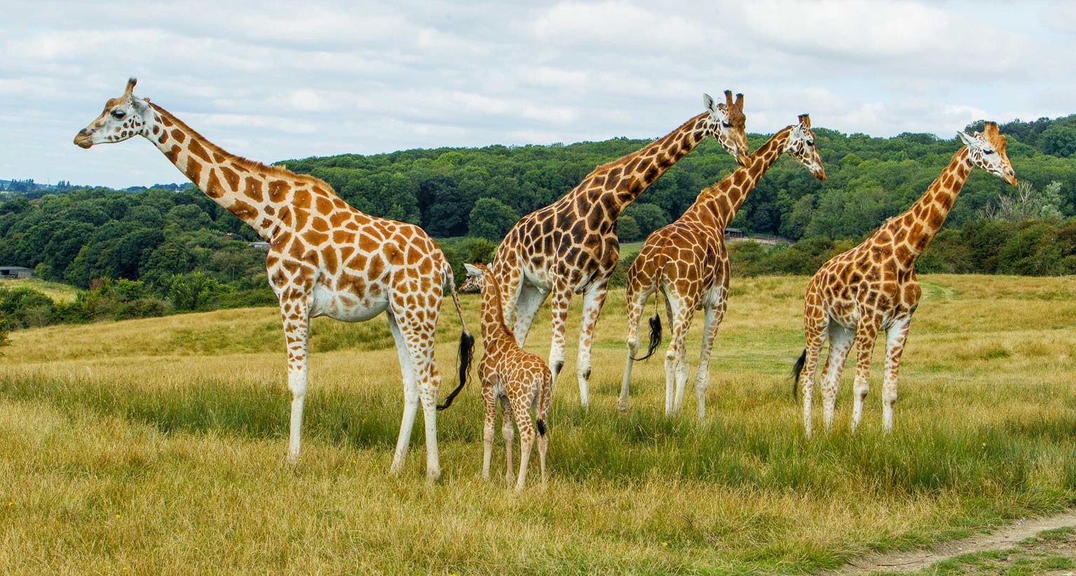 Port Lympne Zoo: Tickets, Vouchers & Hotel Deals [2021]