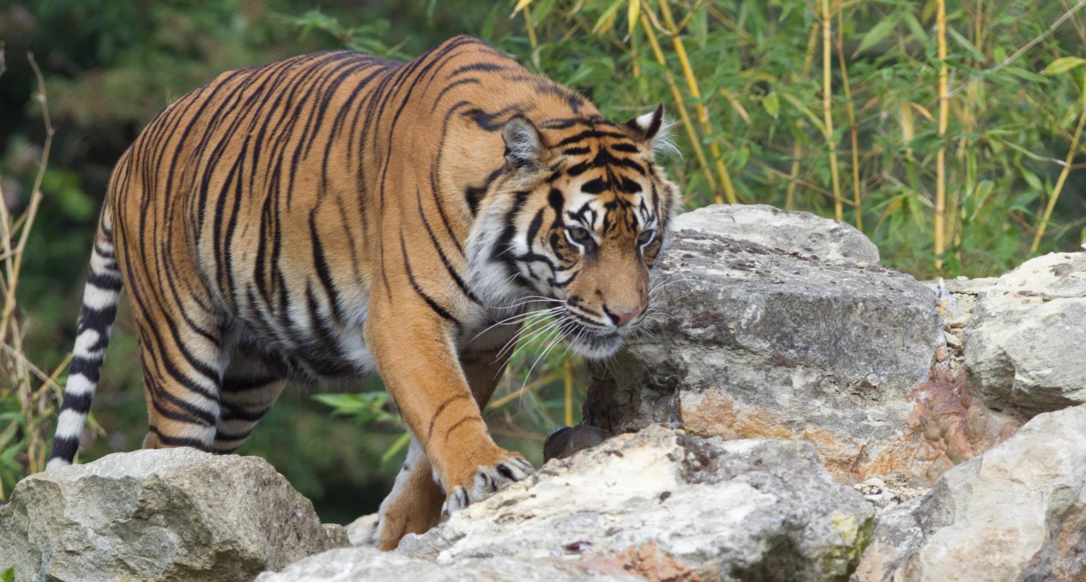 Howletts Zoo Prices [Tickets, Vouchers & Hotel Deals 2021]