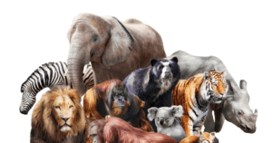 29 Of The Best Virtual Zoos And Live Cams In The World (Updated 2022)