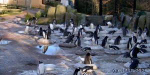 29 Of The Best Virtual Zoos And Live Cams In The World (Updated 2022)