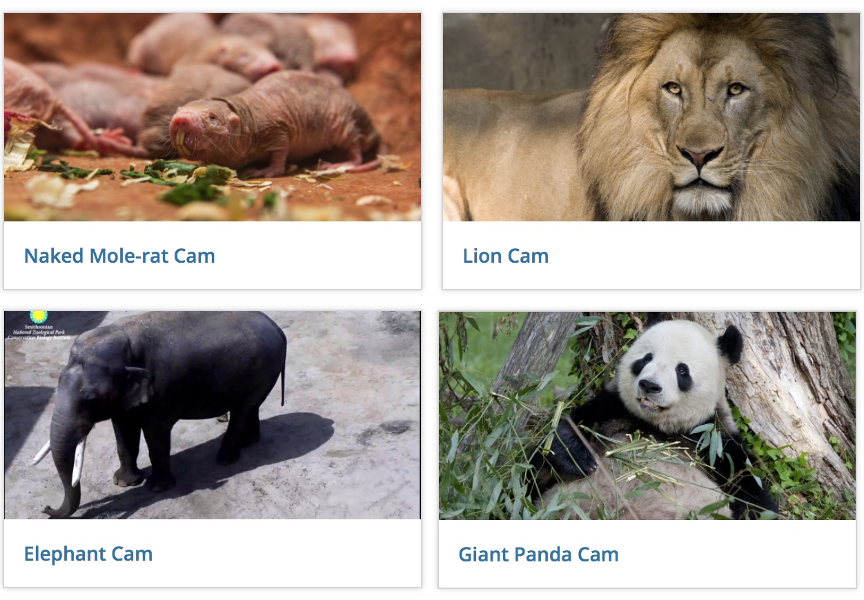 29 Of The Best Virtual Zoos And Live Cams In The World (Updated 2022)
