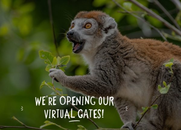 29 Of The Best Virtual Zoos And Live Cams In The World (Updated 2022)