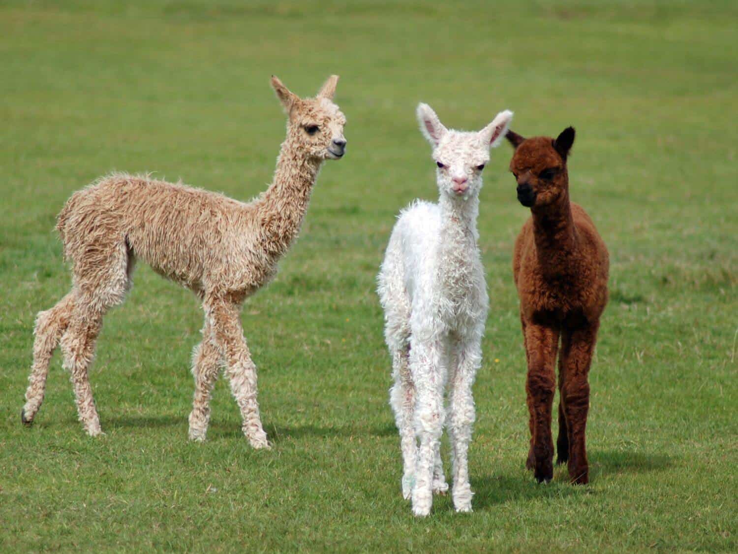 18 Holiday Homes With Alpacas (2022 & 2023)